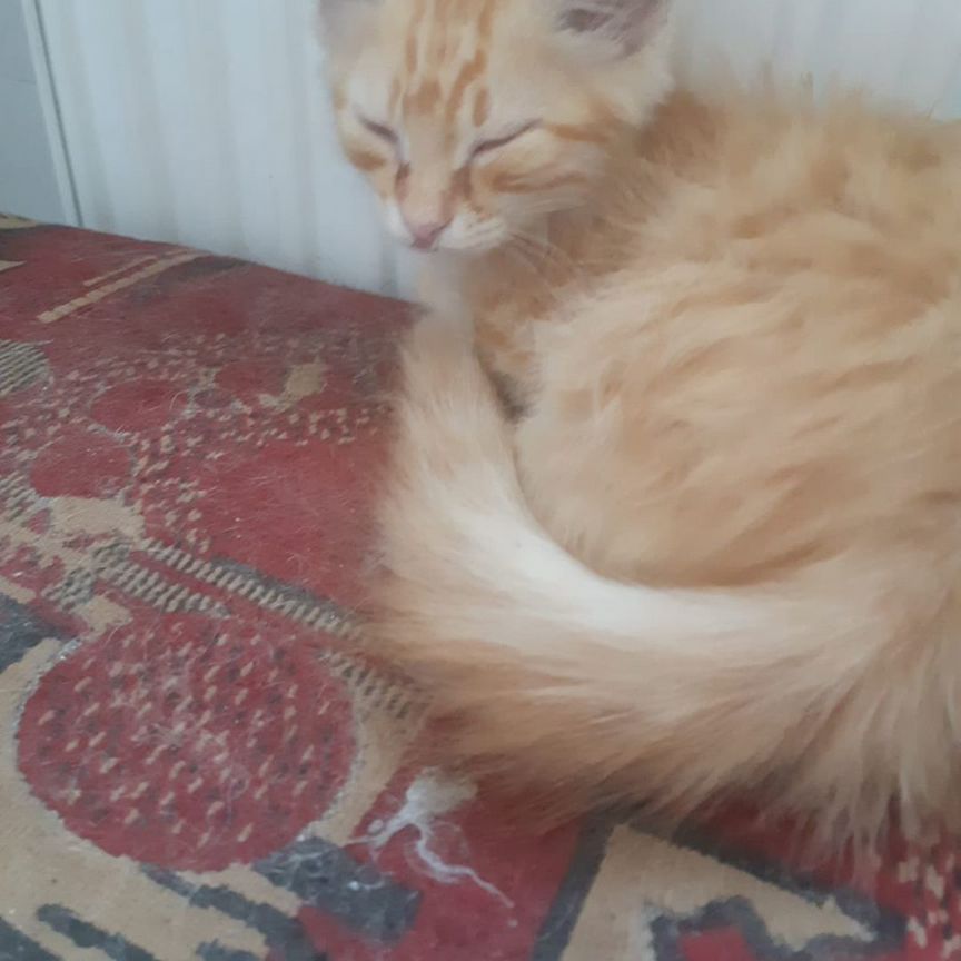 Котёнок мальчик в добрые руки