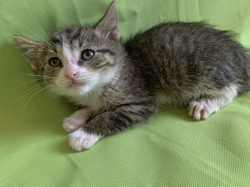 Котенок Бусинка