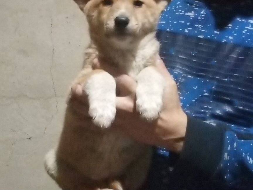 Отдаём щенков в добрые руки рыжая это мама