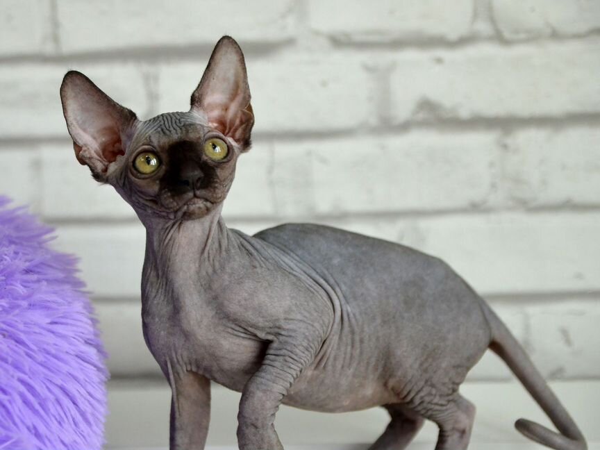 Канадский сфинкс. Наоми