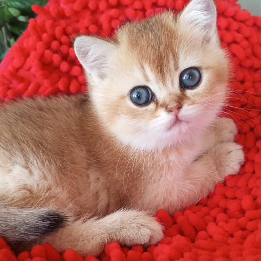 Красотка британская шиншилла