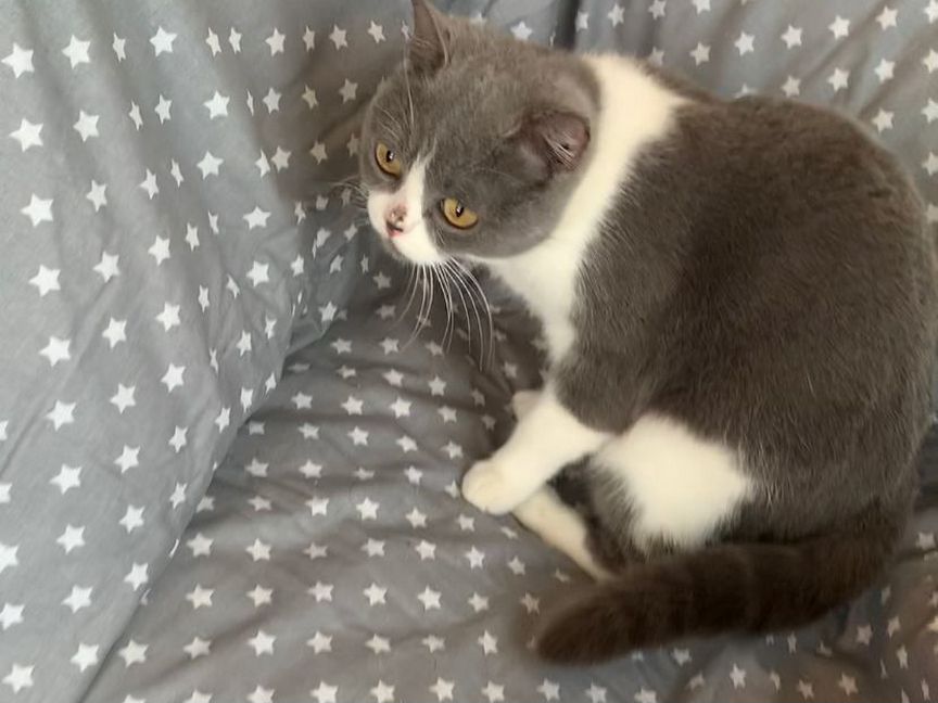 Кошка