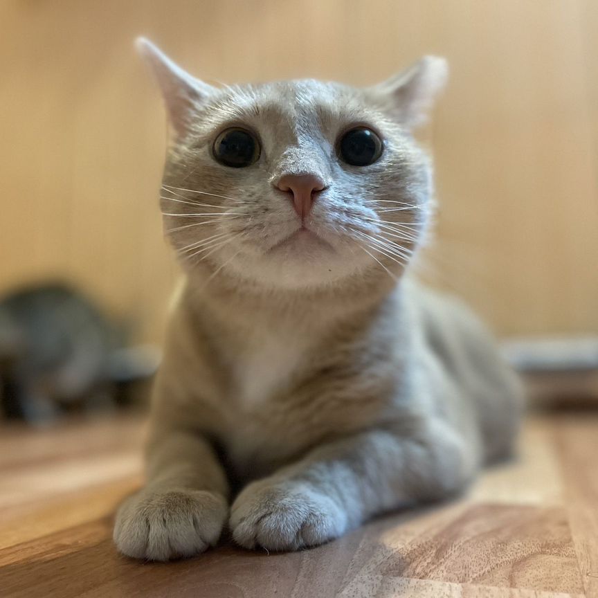 Кот спасенный от гибели в добрые руки