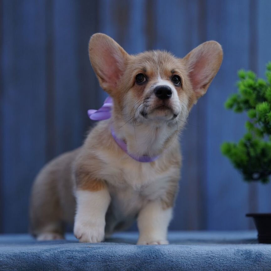 Щенки вельш корги пемброк