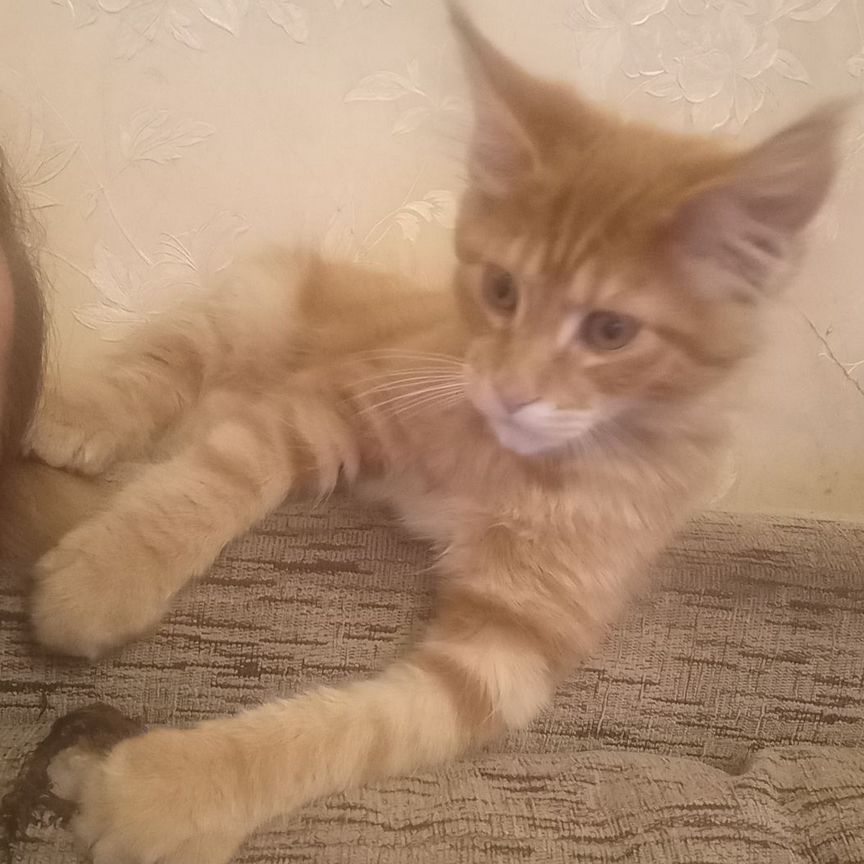 Котёнок породы мейн-кун