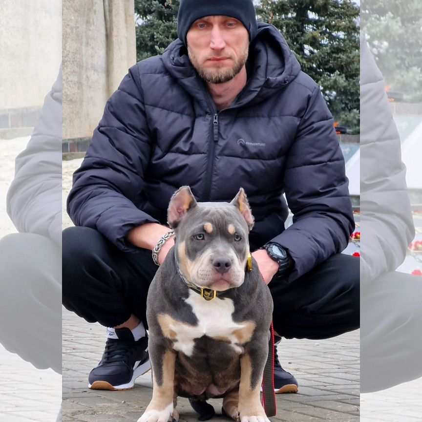 Американский булли, щенок