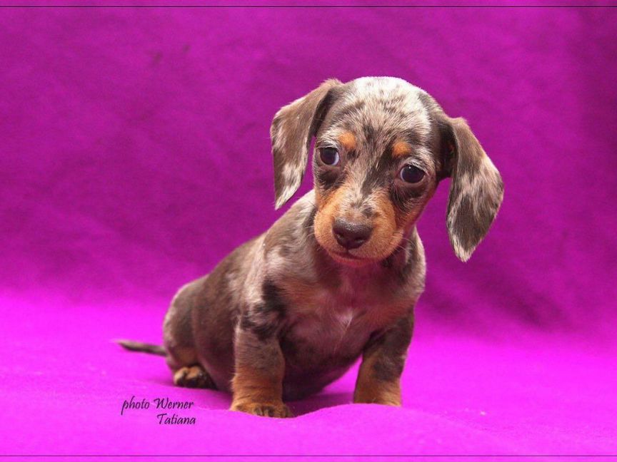 Таксы детки