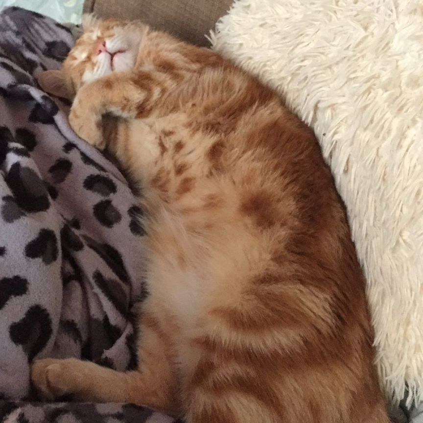 Коты в добрые руки