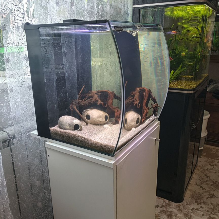 Аквариум с задним сампом Рыба хромисы боции.лабео