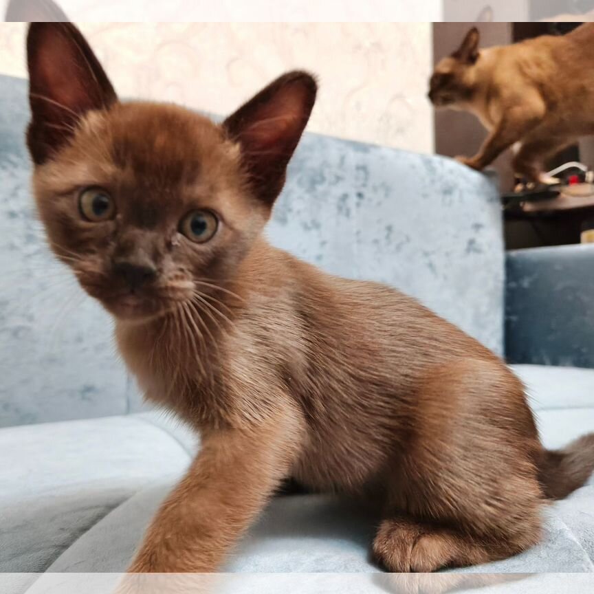 Европейский бурманский котёнок