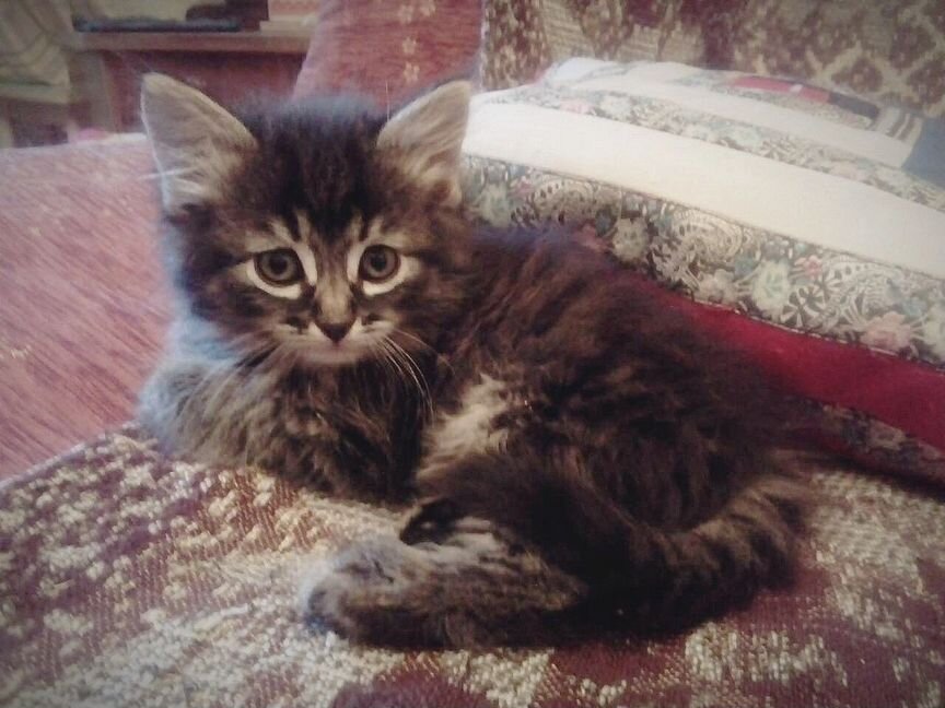 Чудесная малышка ищет семью