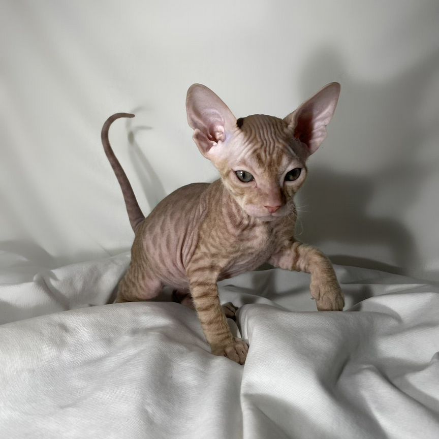 Канадский сфинкс