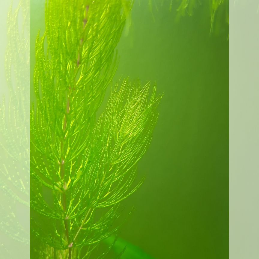 Аквариумные растения обмен или продажа