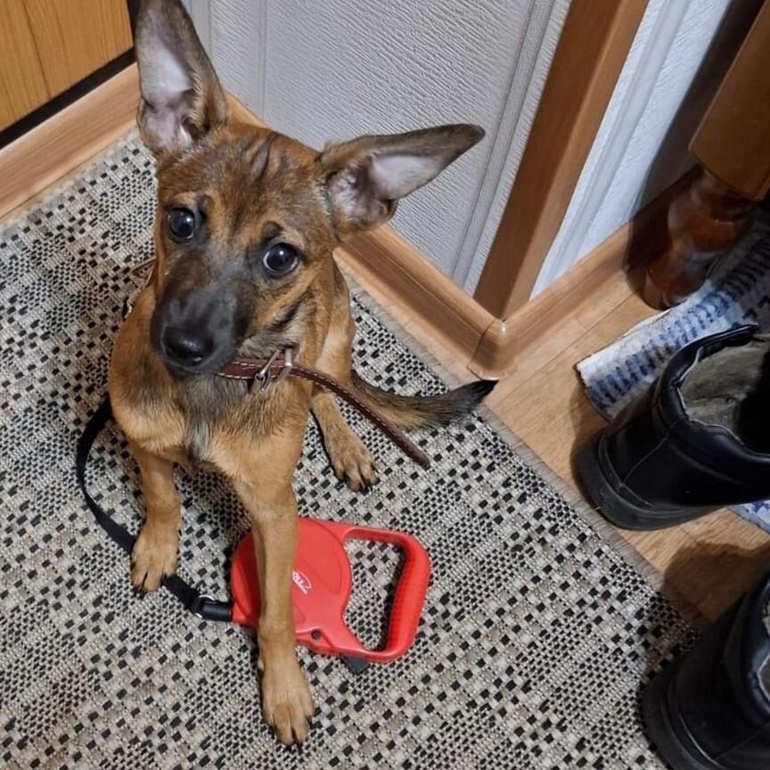 Щенок в добрые руки