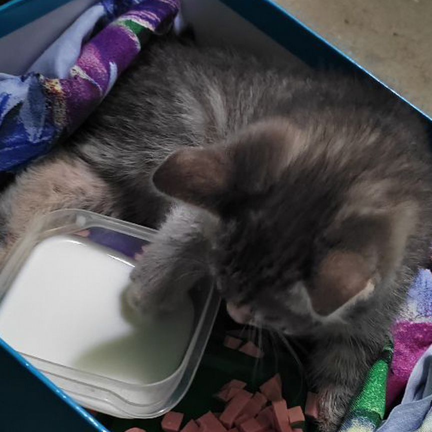 Котёнок в добрые руки