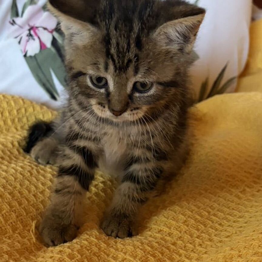Котёнок в добрые руки