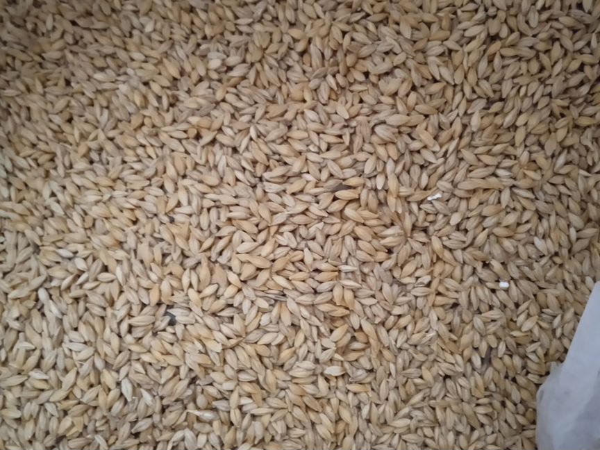 Продажа зерно