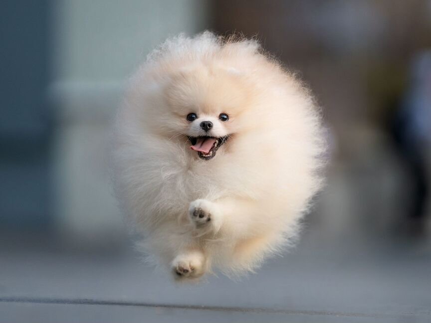 Шпиц померанский мини (микро)