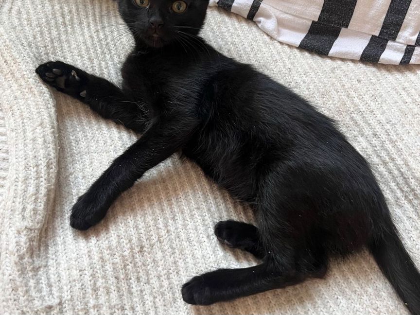 Бомбейская кошка