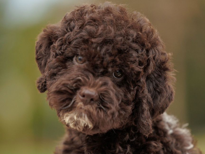 Лаготто романьоло щенок девочка