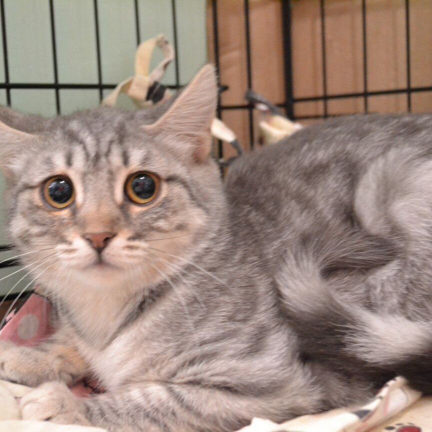 Кошка в добрые руки