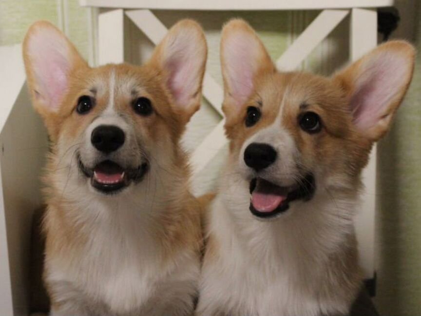 Щенок Вельш-корги