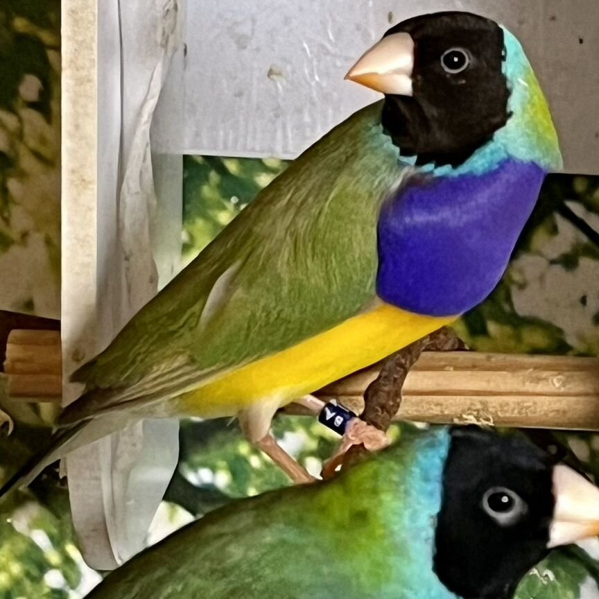 Амадины гульда самец корица