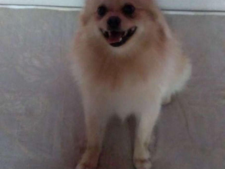 Немецкий шпиц вязка