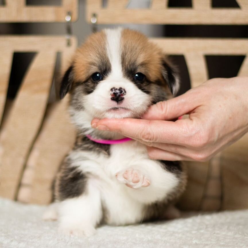 Щенки вельш-корги пемброк