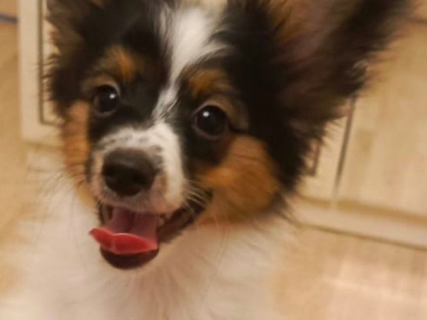 Папийон мальчик