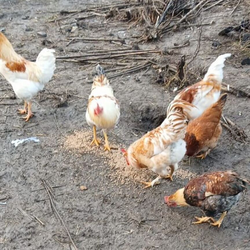 Домашние молодые петухи