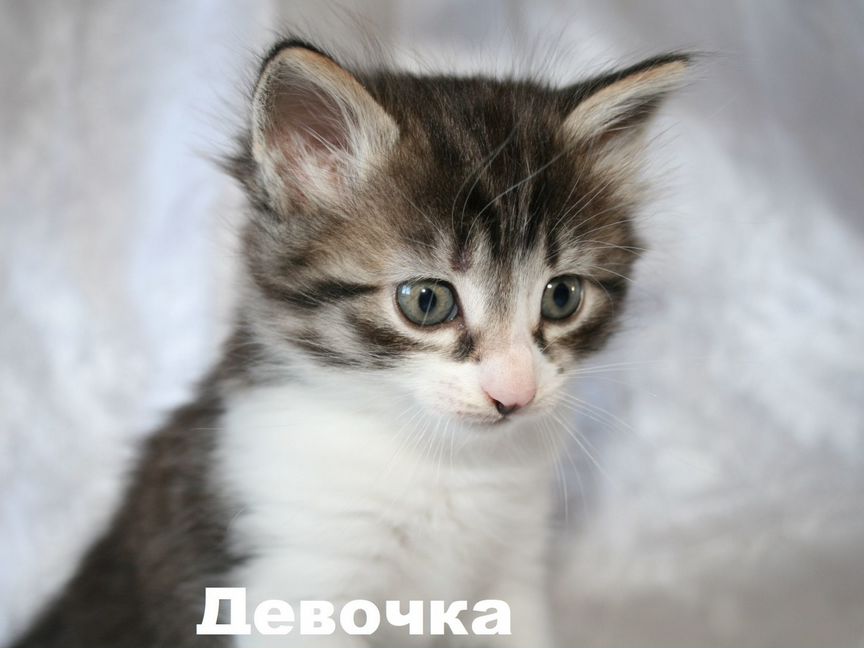 Котята, возраст почти 2 месяца