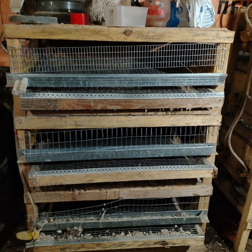 Клетки для перепелов, с поилками