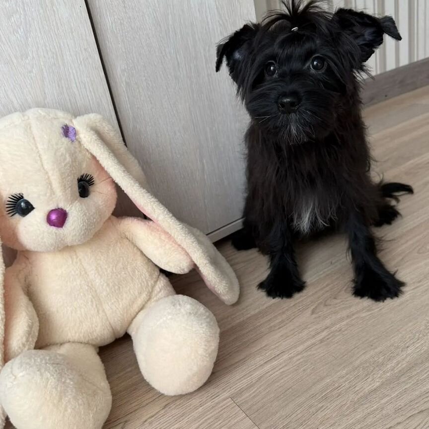 Йоркширский терьер, щенок