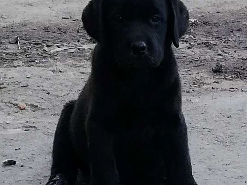 Рождественские Детки лабладора