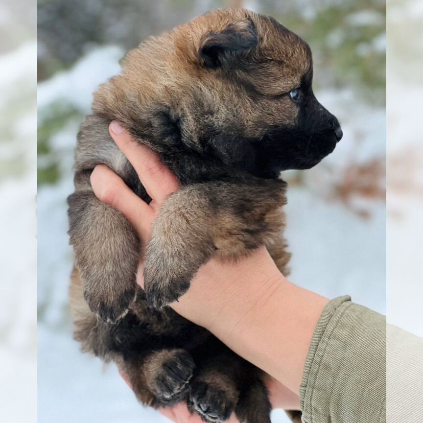 Немецкая овчарка, щенок