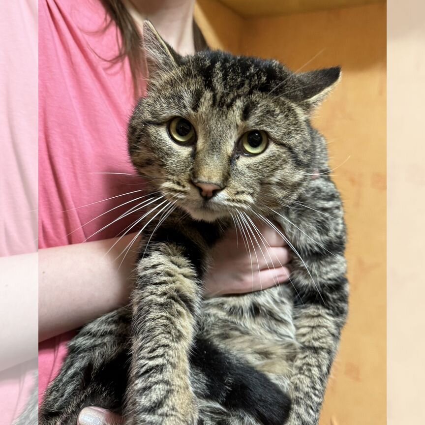 Британский короткошёрстный, взрослый кот