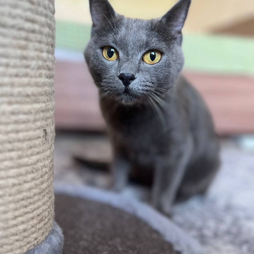 Отдам кошку в добрые руки