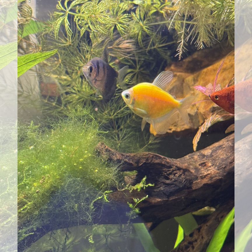 Тернеция гло