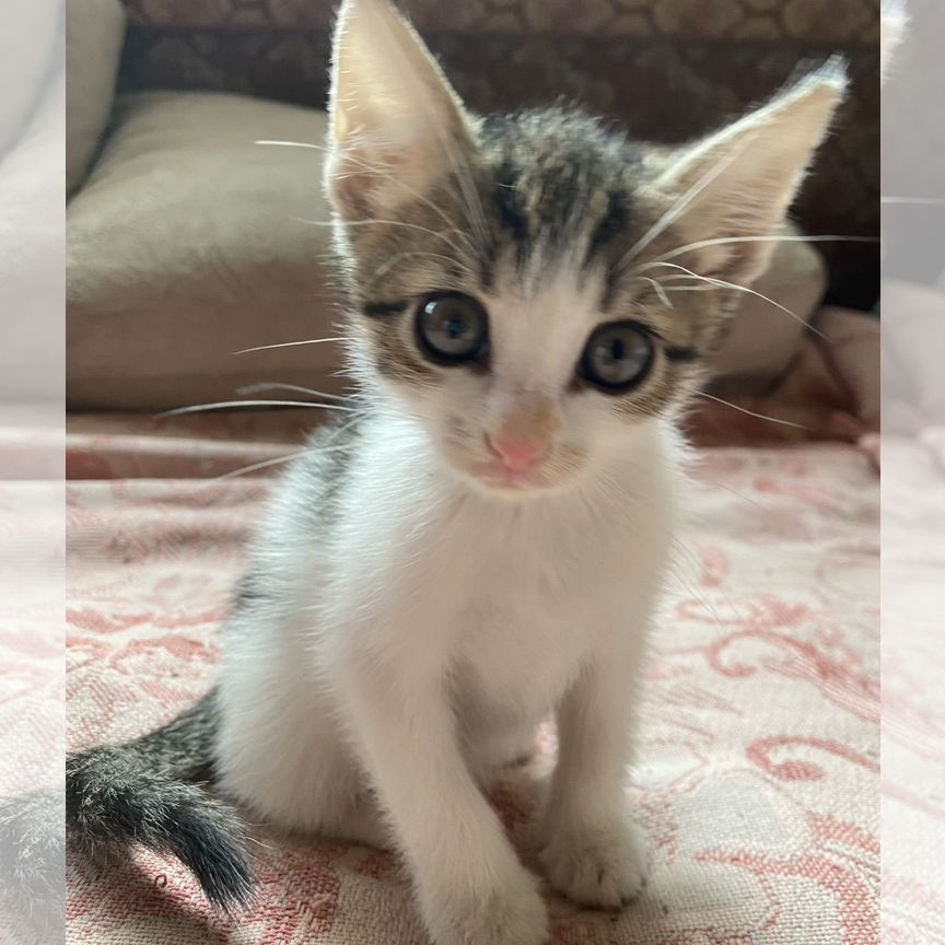 Беляночка кошечка