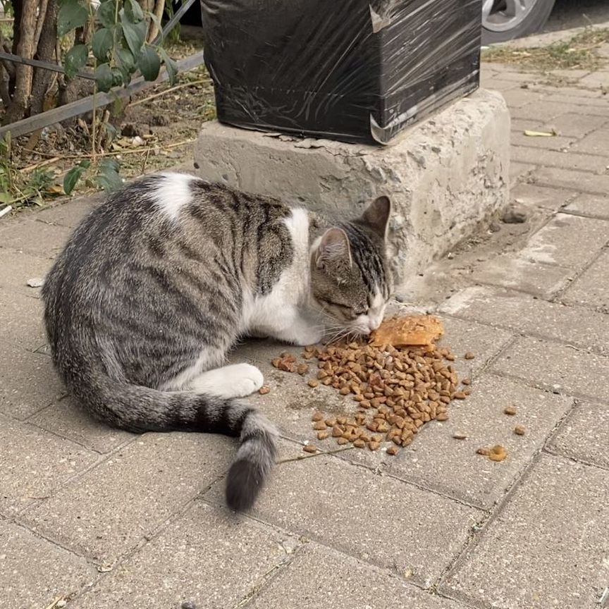 Несчастному котенку нужен дом Погибнет на улице
