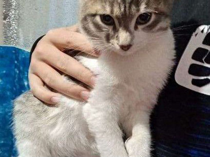 Кот