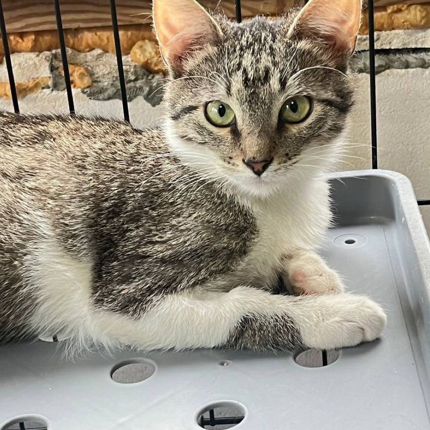 Котенок в добрые руки