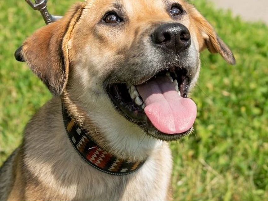 Рыжая дворняжка в добрый руки