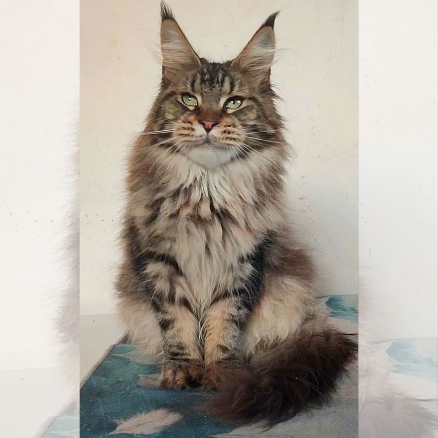 Мейн-кун, взрослая кошка