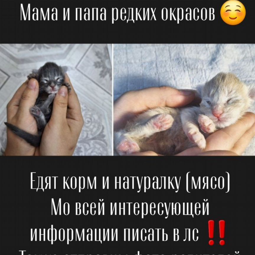 Мейнкун, кун, кунята, котята