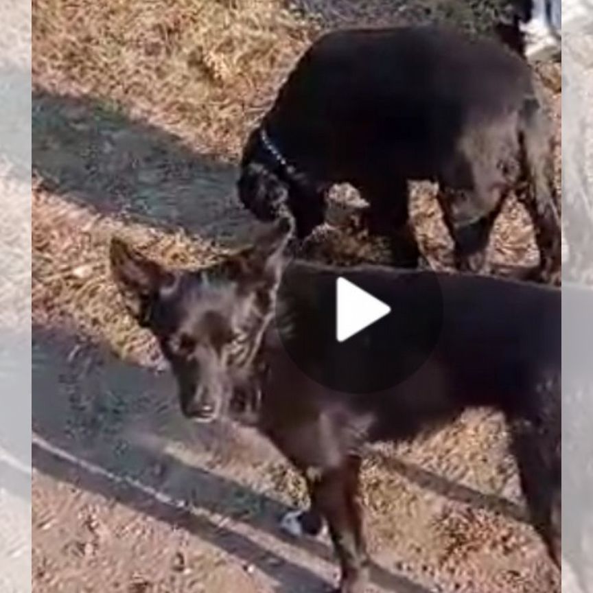 Взрослая собака в добрые руки