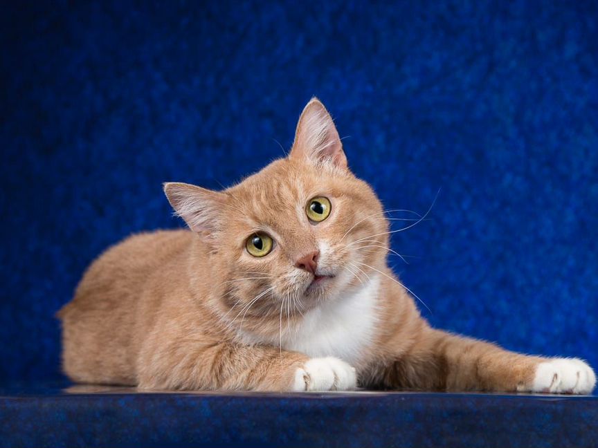 Кот Лаврик в поисках дома