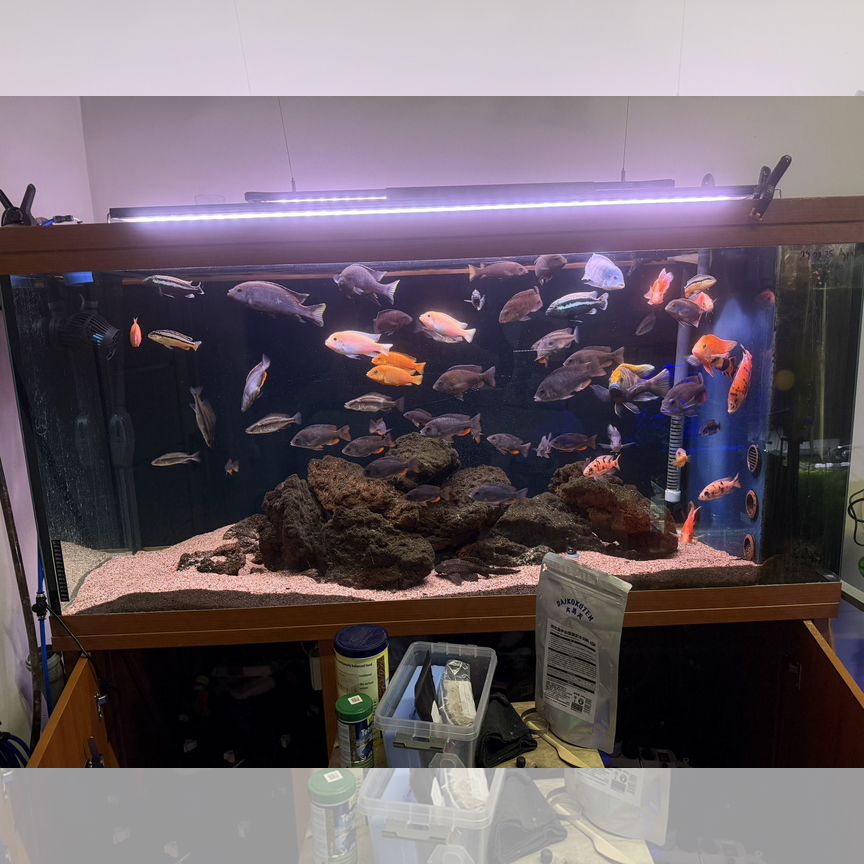 Аквариум 700 литров с цихлидами забронирован