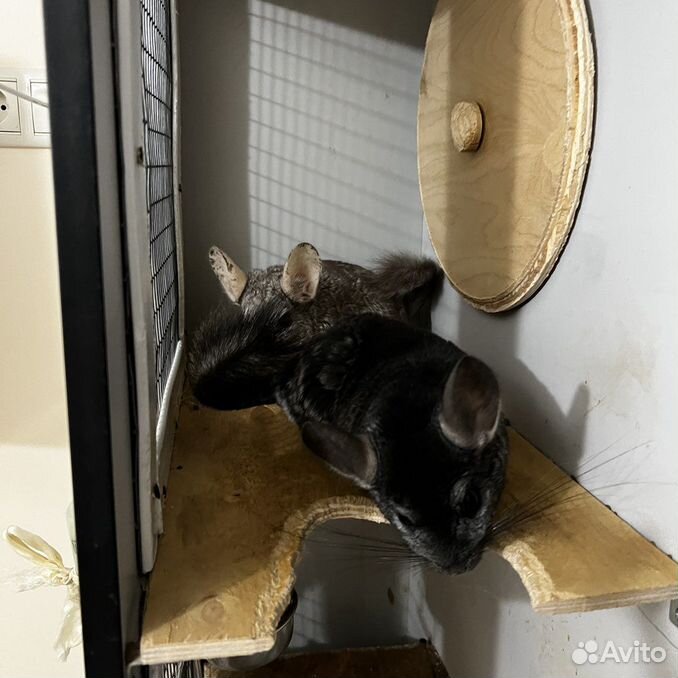 Отдам двух шиншилл бесплатно в хорошие руки